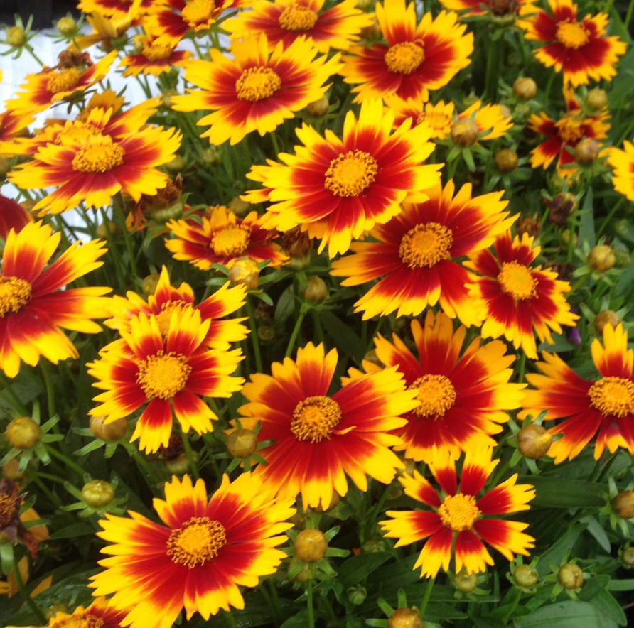 Coreopsis (Coreopsis spp.) – also known as Tickseed | Hopkins Nursery