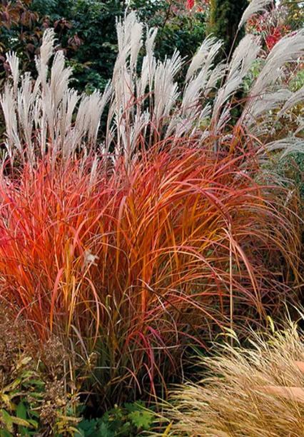 Flame Grass | Hopkins Nursery