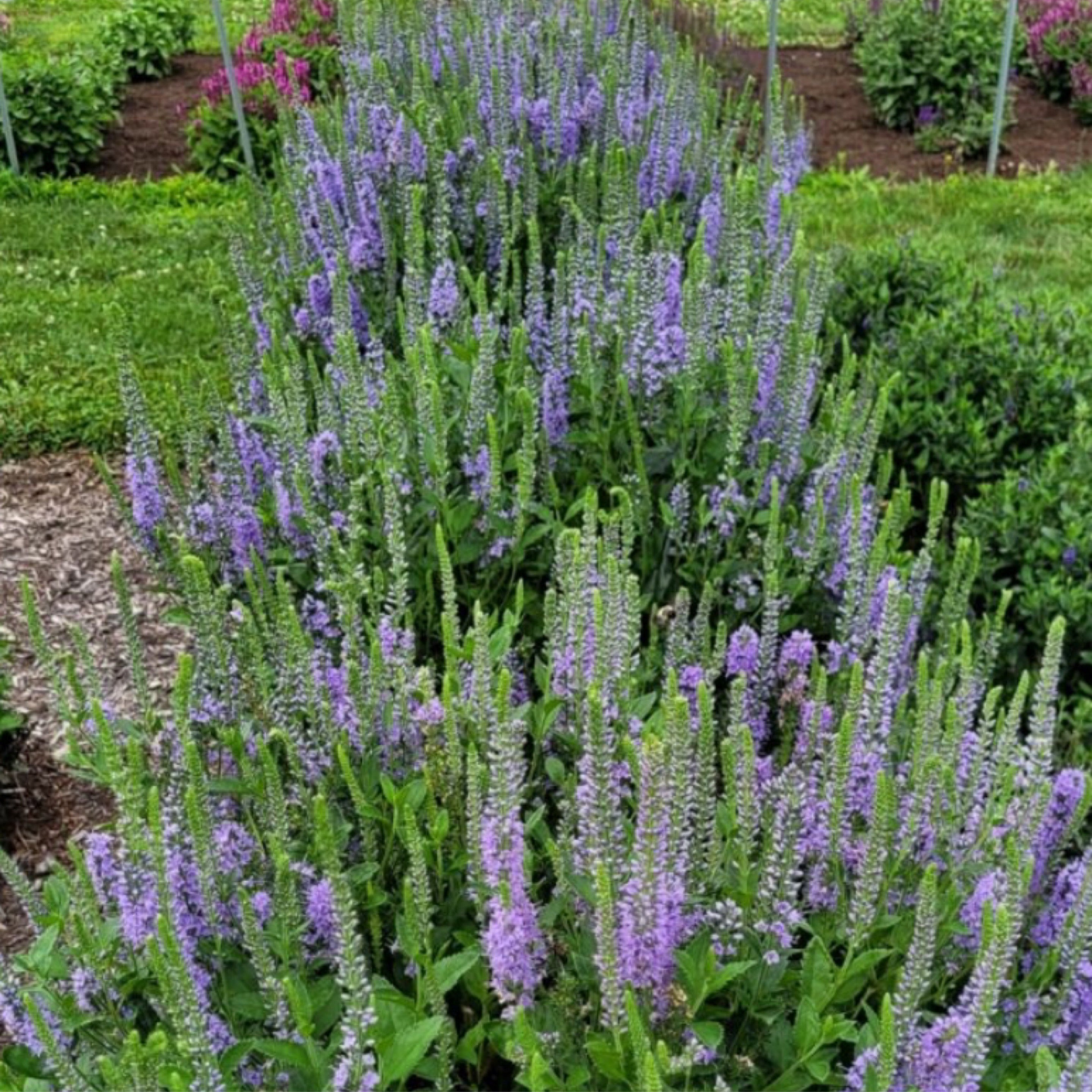 Veronica - Seaside | Hopkins Nursery