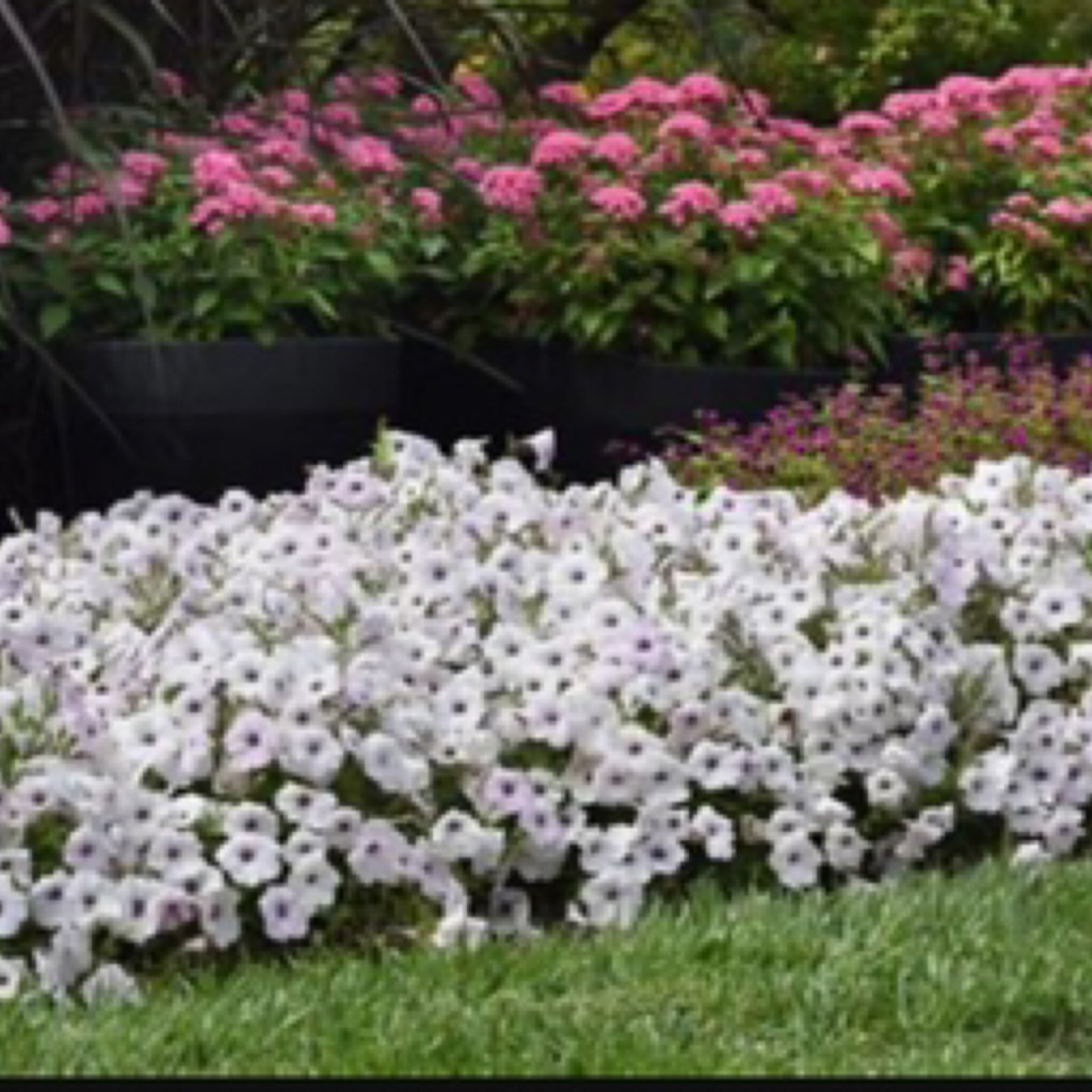 Petunia - Easy Wave | Hopkins Nursery