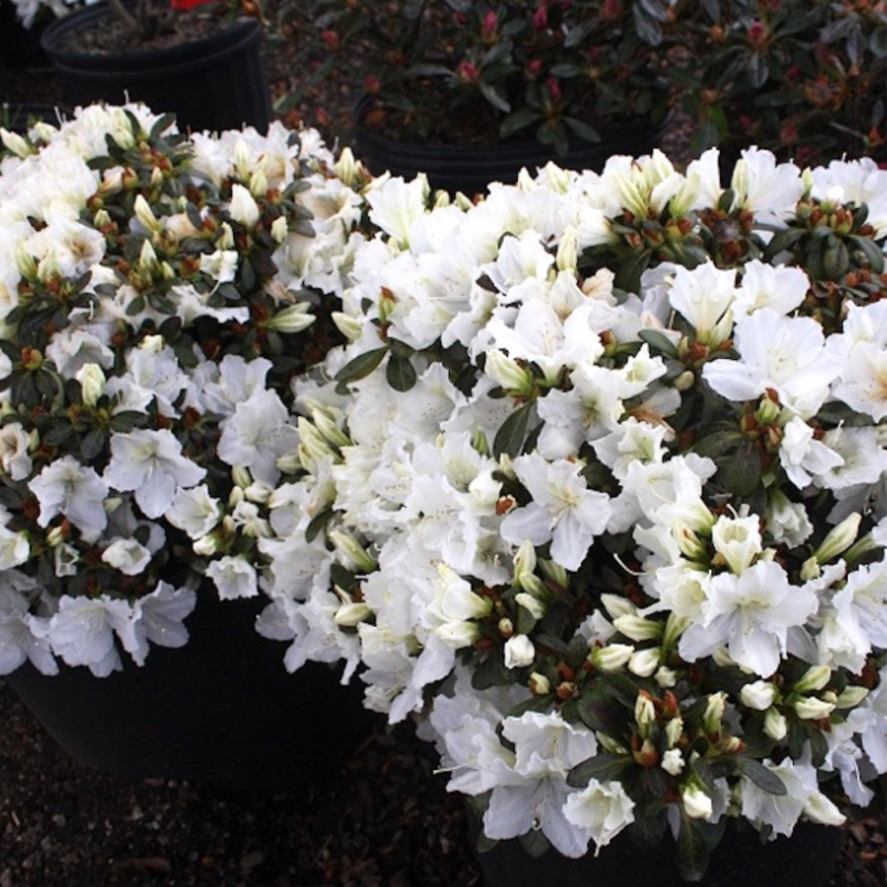 Azalea | Hopkins Nursery