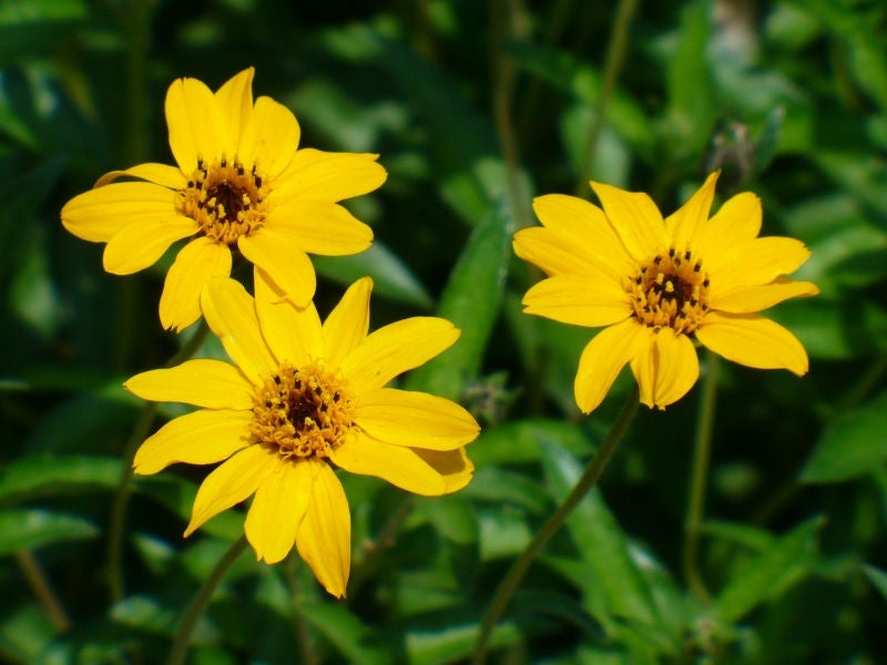 Zexmenia hispida 'Wedelia acapulcensis var. hispida, W. hispida, W ...