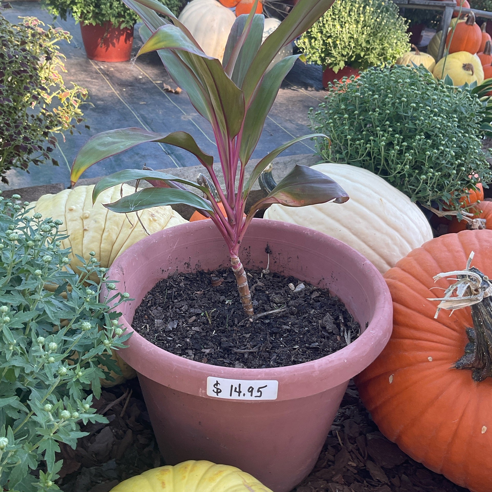 Ti Plant | Hopkins Nursery