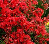 Enduring™ Summer Red Crape Myrtle Lagerstroemia indica x fauriei ...