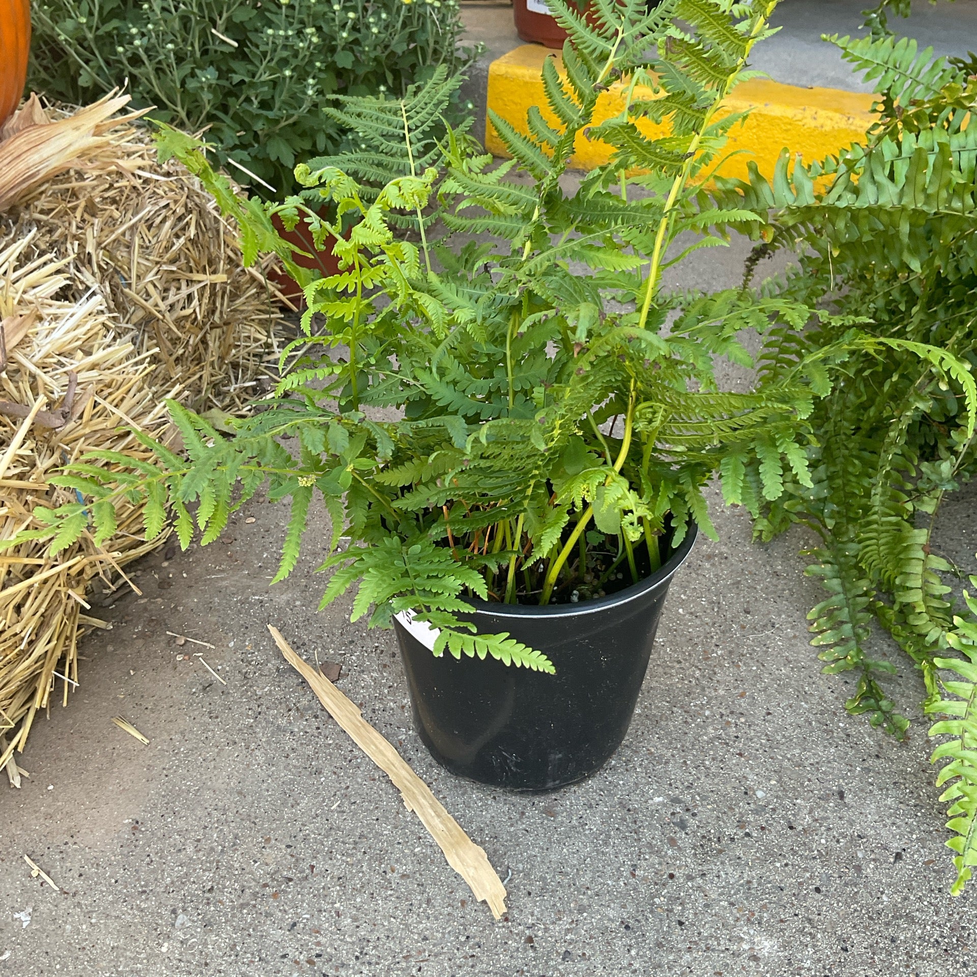 Southern Shield Fern | Hopkins Nursery