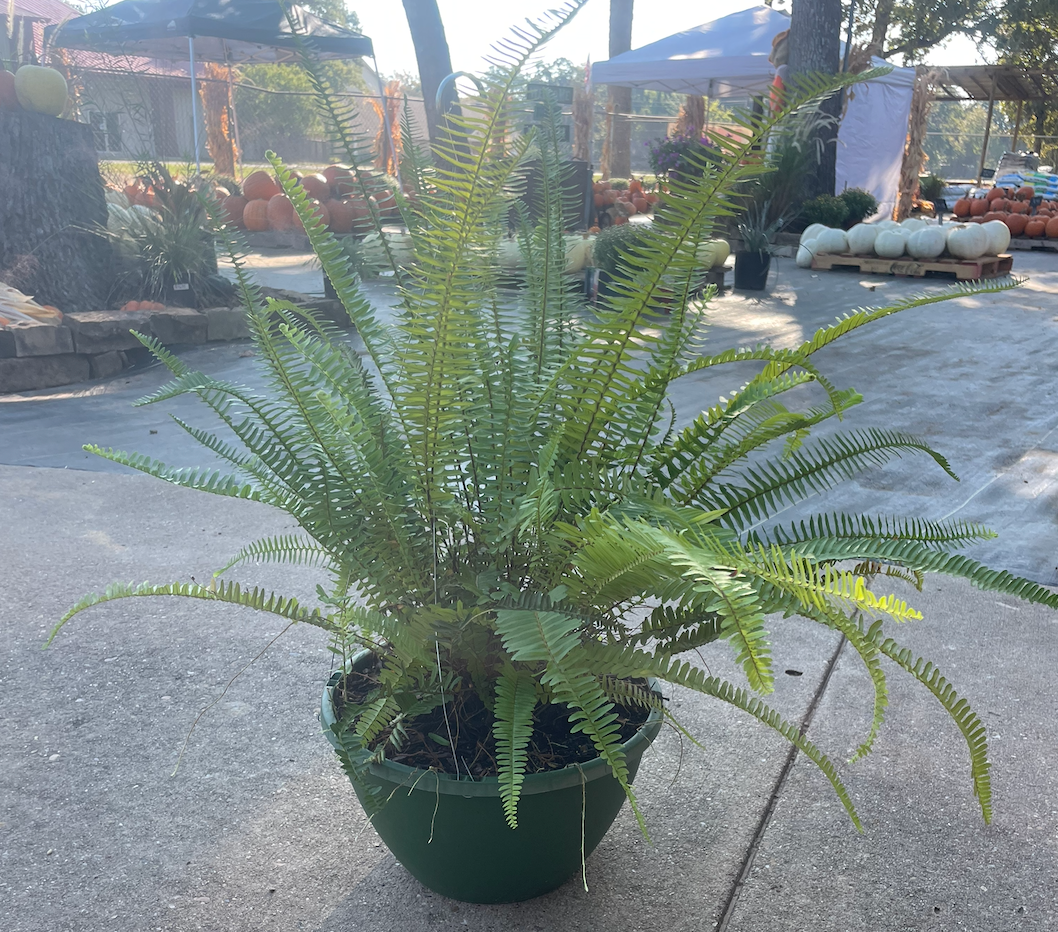 Kimberly Queen Fern | Hopkins Nursery
