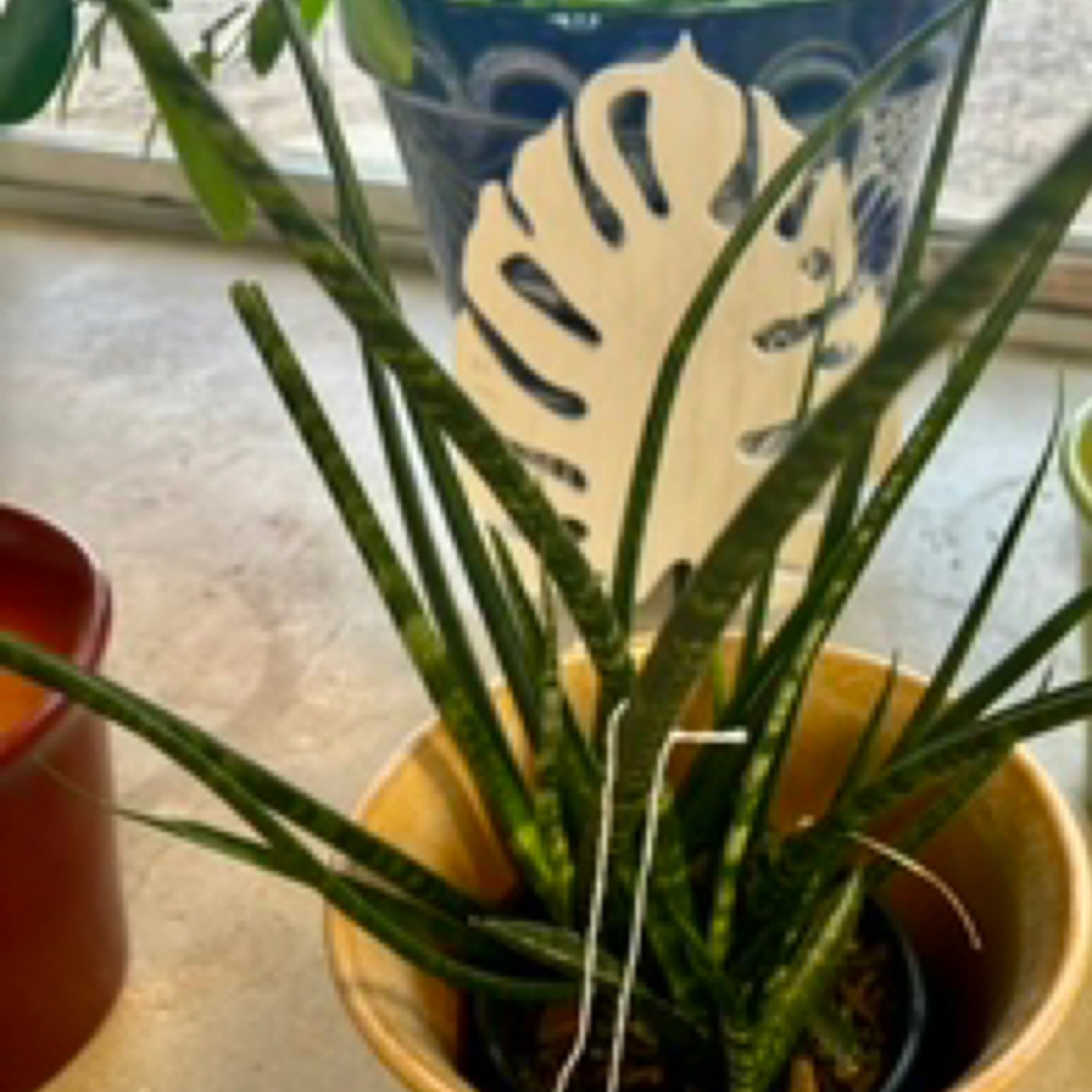 Fern wood Sansevieria | Hopkins Nursery