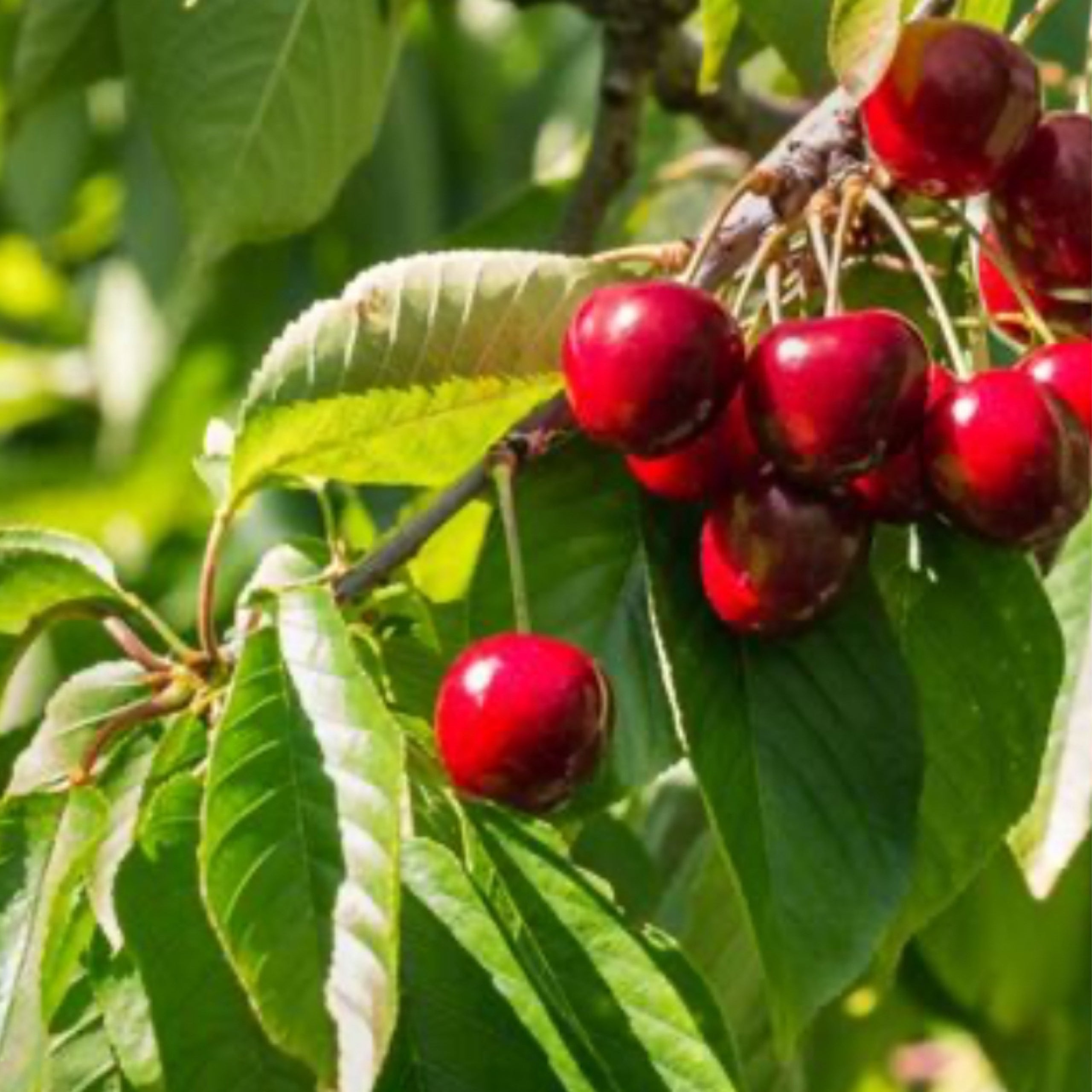 Cherry Compacta Stella | Hopkins Nursery